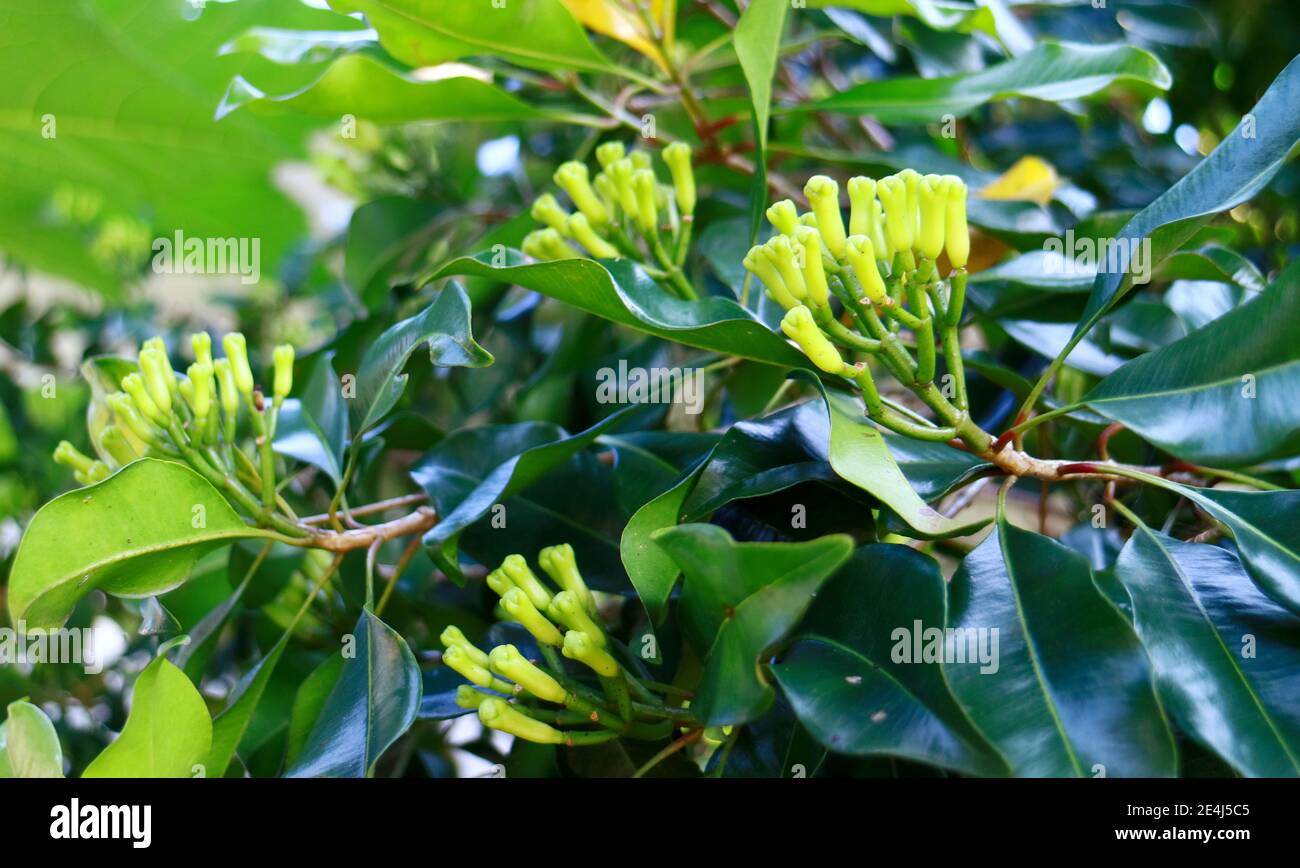 Clove trees hi-res stock photography and images - Alamy