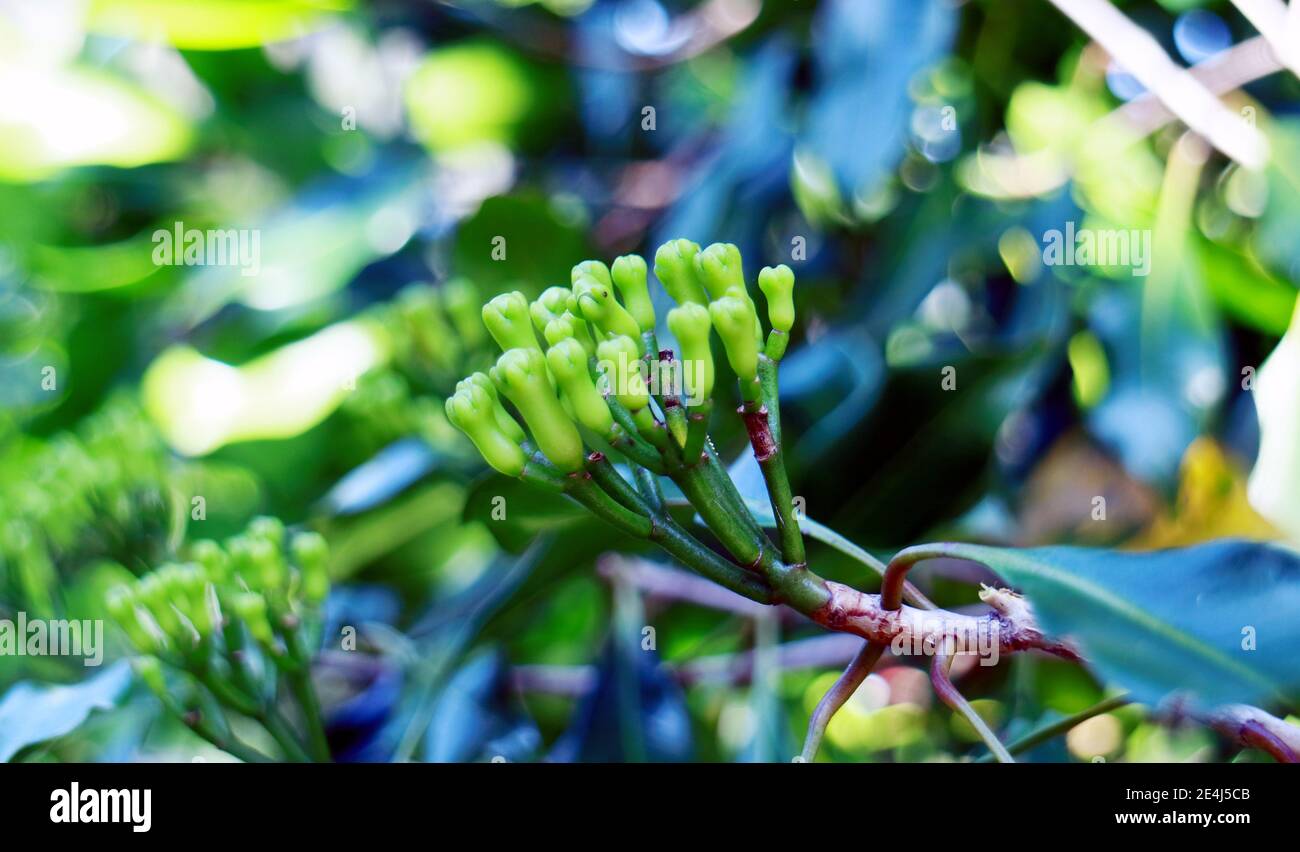Clove trees hi-res stock photography and images - Alamy