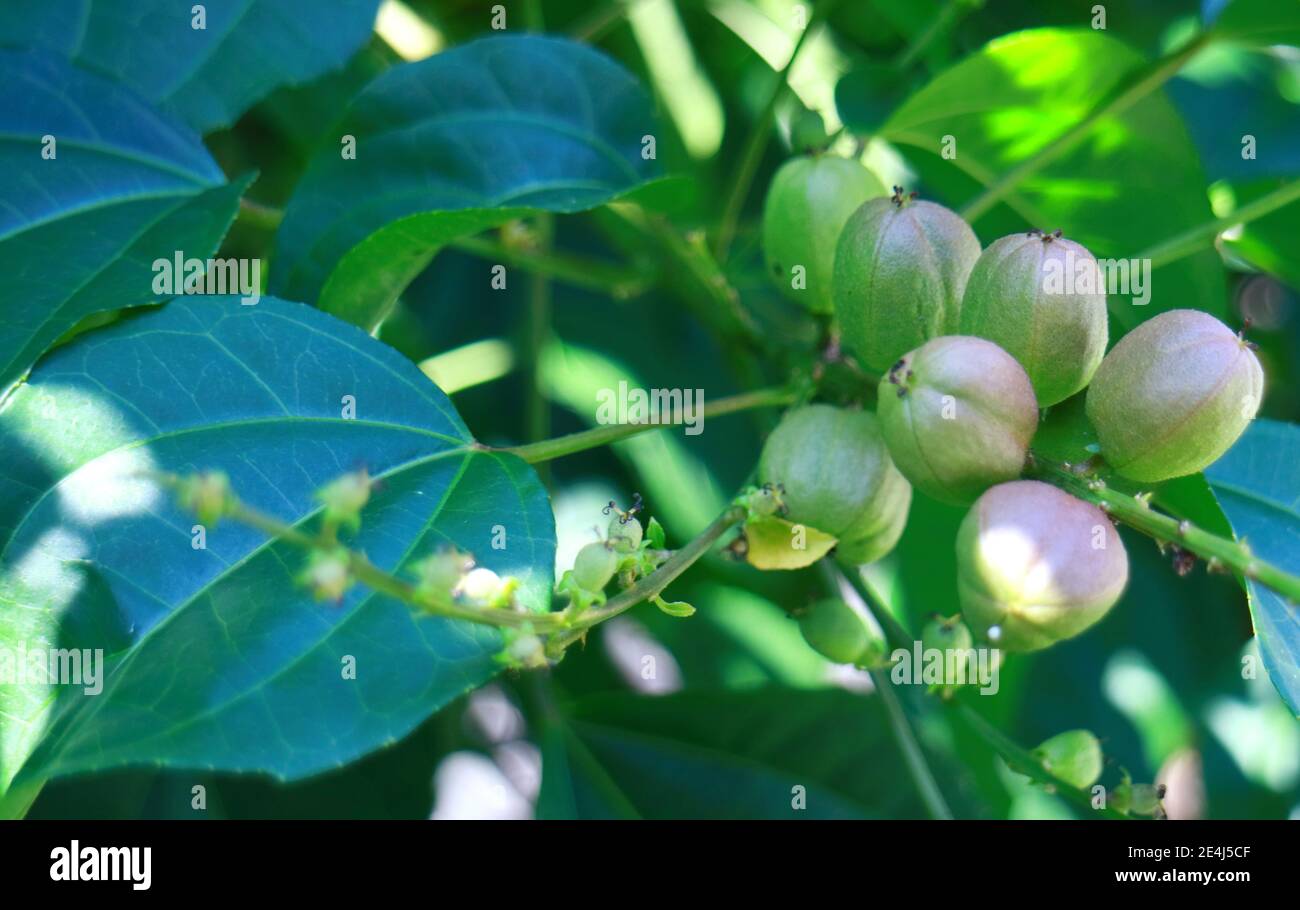 Coccoloba spicata Lundell tree in Indonesia Stock Photo - Alamy