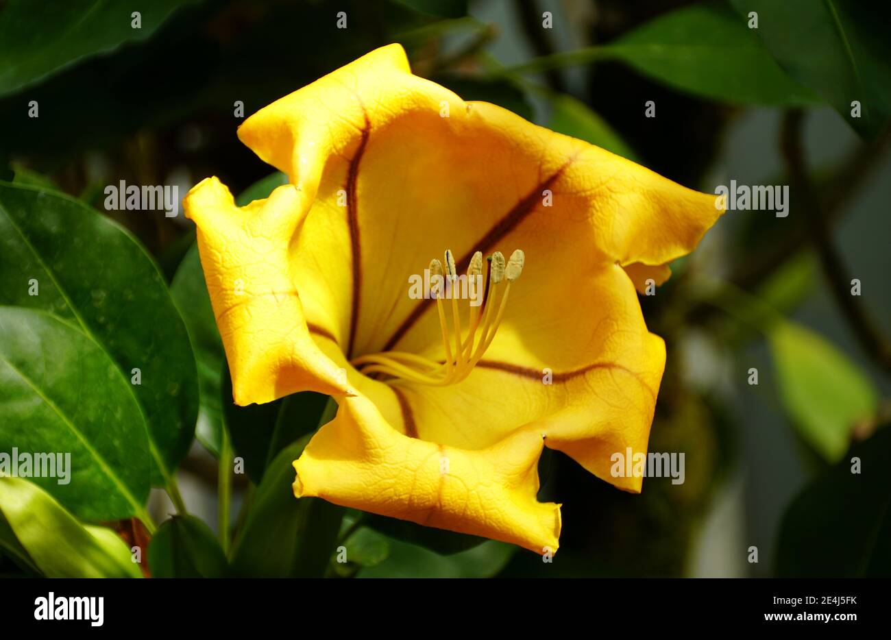 Green chalice vine hi-res stock photography and images - Alamy