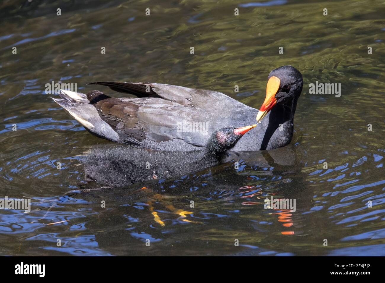 Australian dusky moorhen gallinula tenebrosa hi-res stock photography ...
