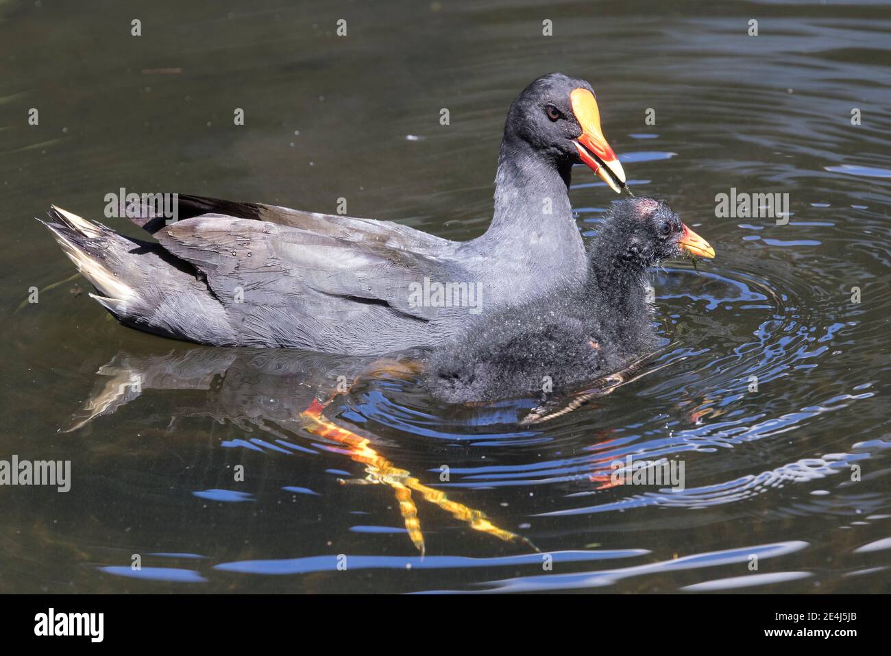 Australian dusky moorhen hi-res stock photography and images - Alamy