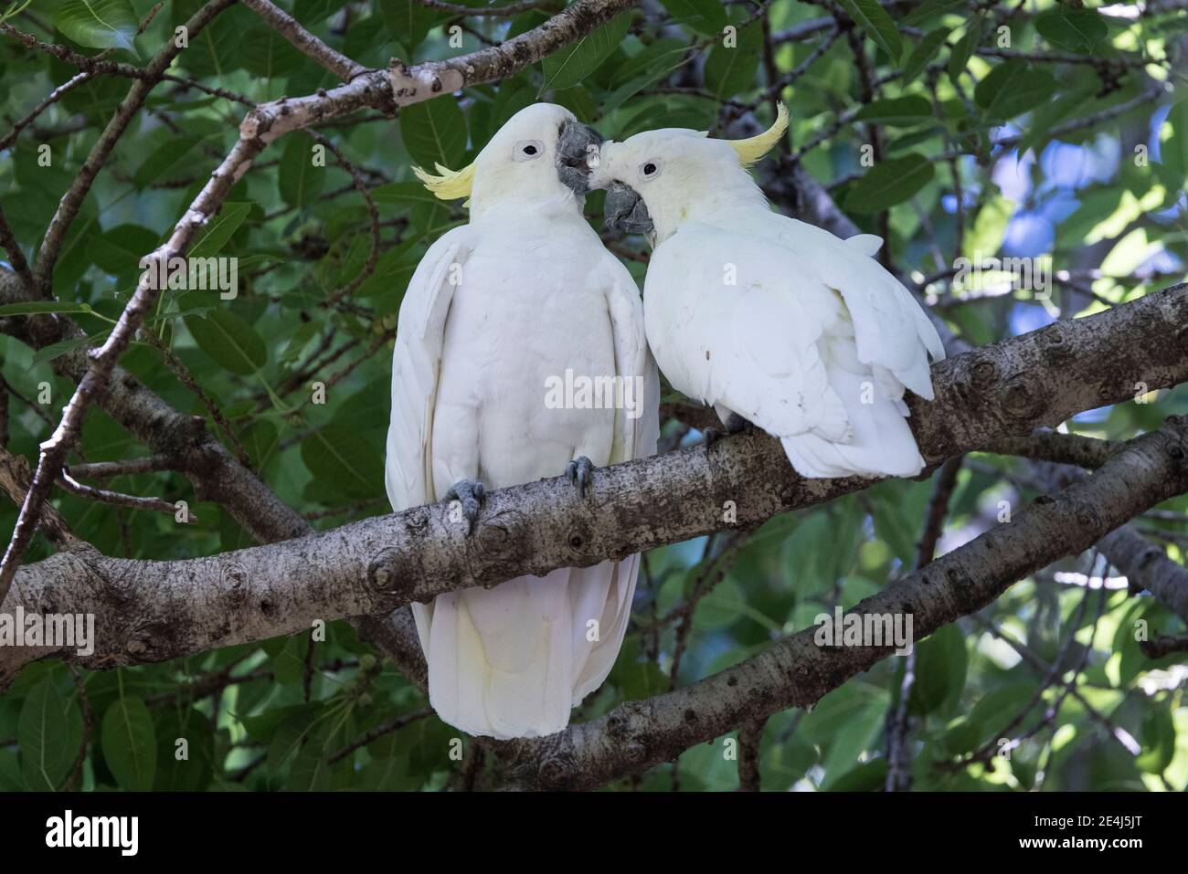Preening cockatoo hi-res stock photography and images - Alamy