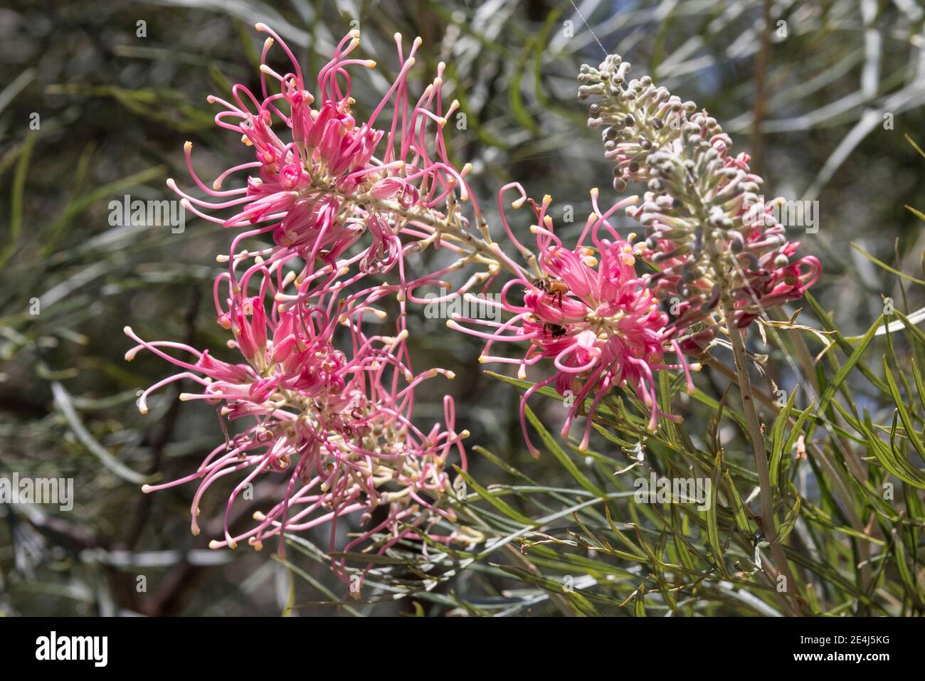 Grevillea tree hi-res stock photography and images - Alamy