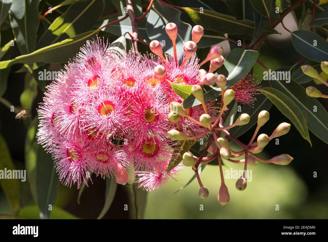 Flowers and flower buds of the Australian Pink Flowering Gum Stock ...