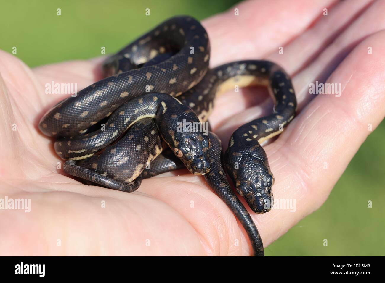 Hatchling Diamond Python twins being held in hand Stock Photo - Alamy