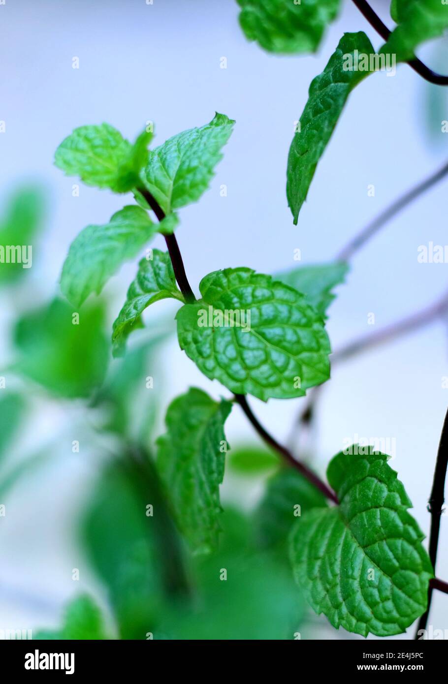 Fresh mint leaves on the tree Stock Photo - Alamy