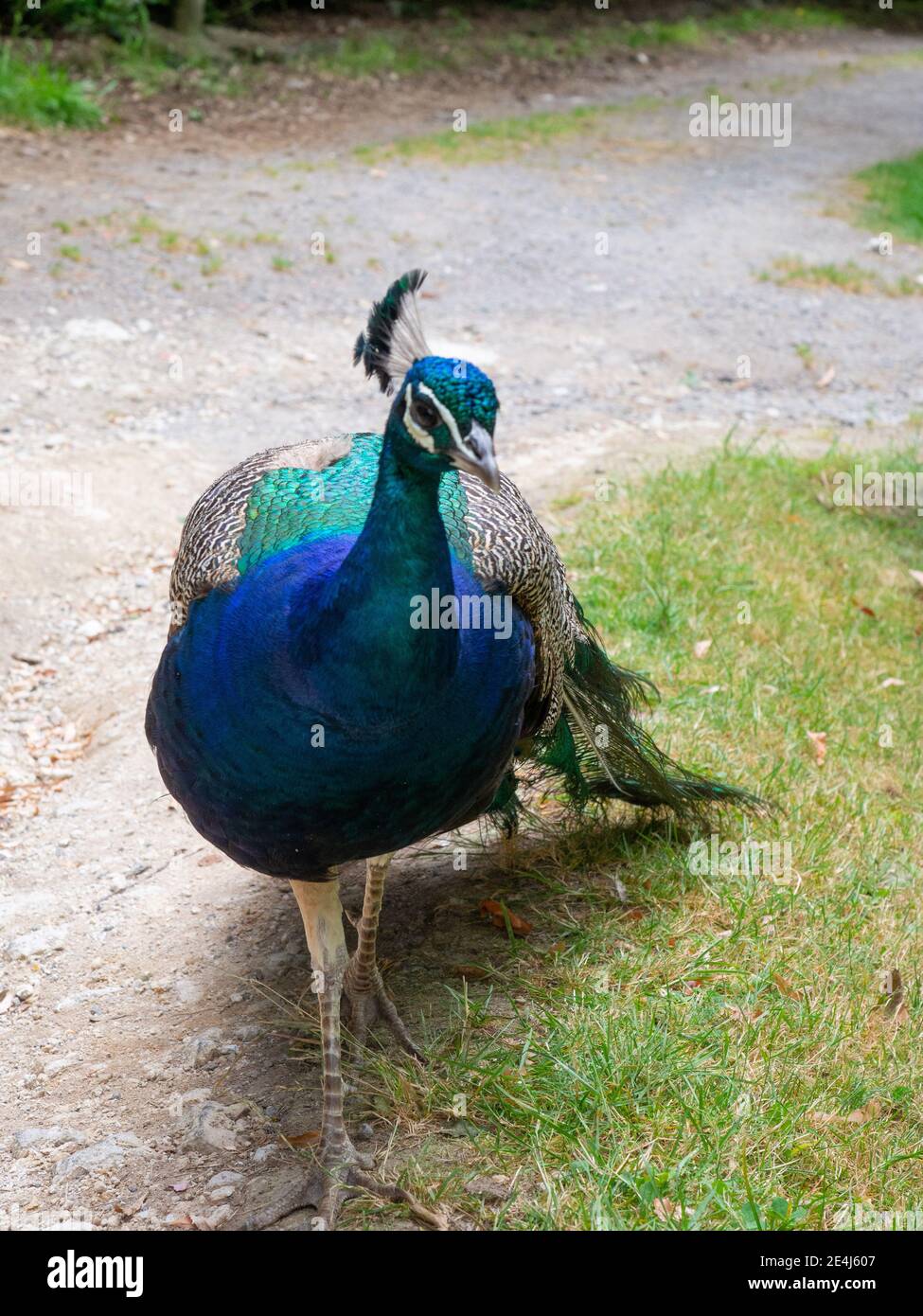 Peacock On A Farm Stock Photo - Alamy