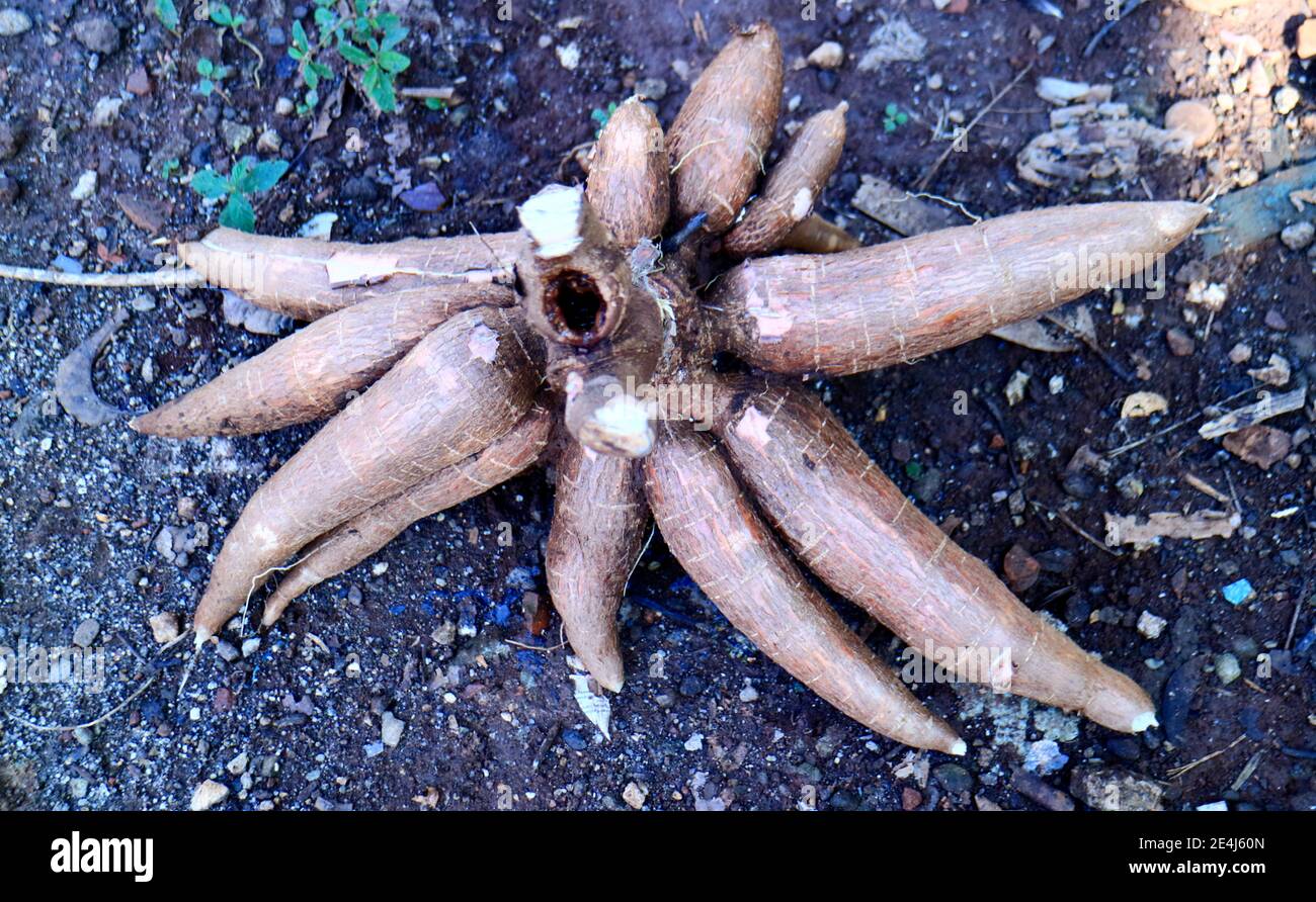 Cassava root on the ground Stock Photo - Alamy