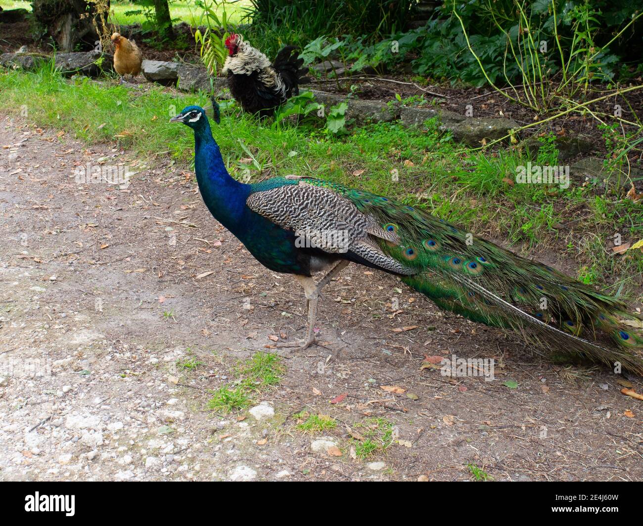 Peacock And Chickens On A Farm Stock Photo - Alamy