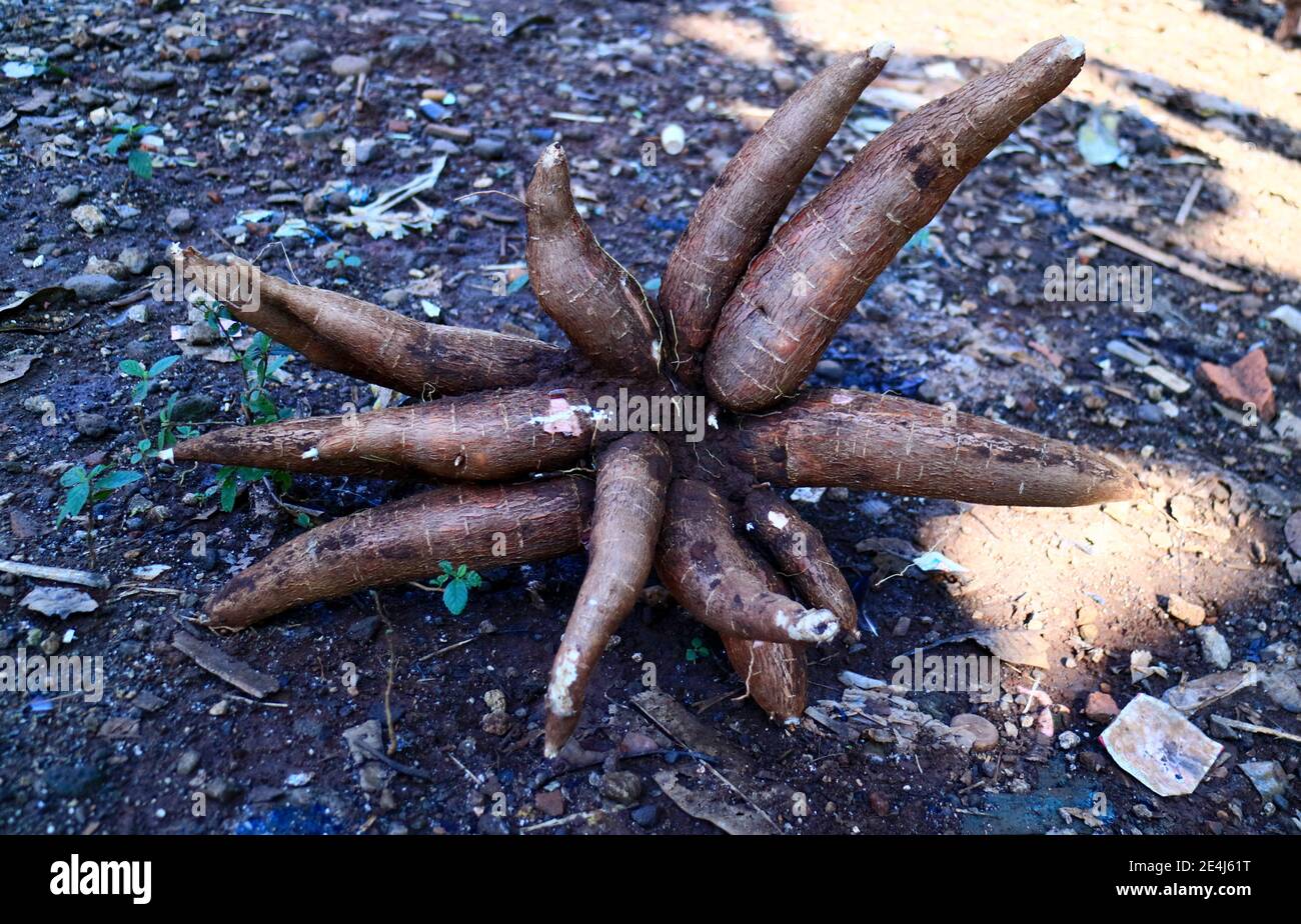 Cassava root on the ground Stock Photo - Alamy