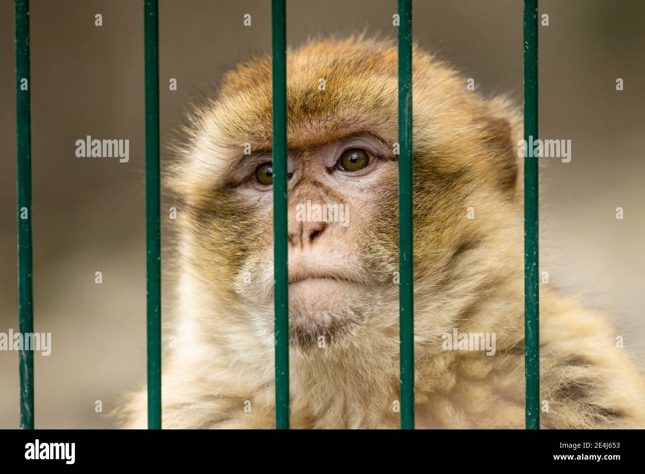 Gettorf, Germany. 22nd Jan, 2021. A Barbary ape peers through a fence ...