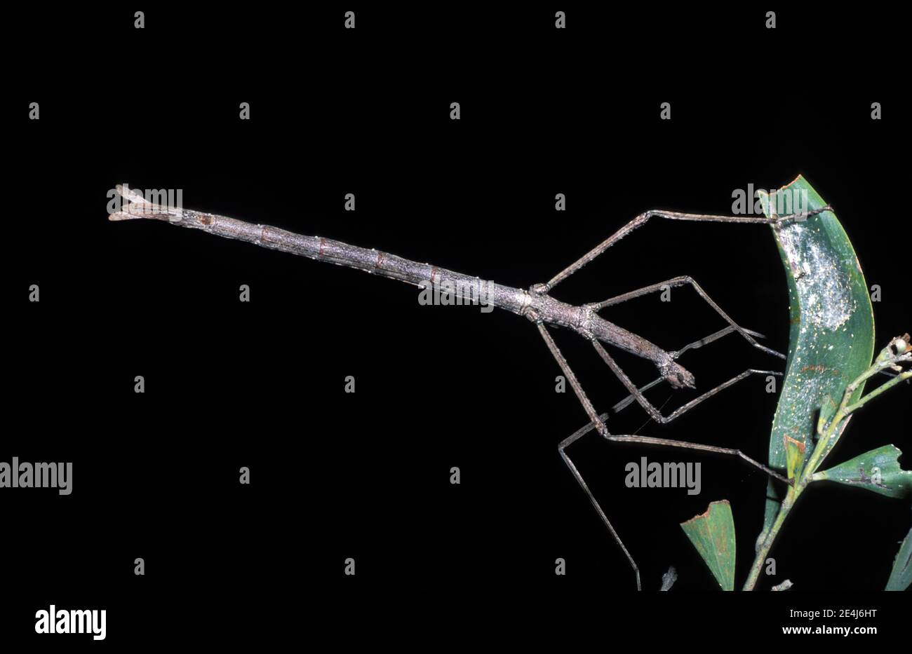 CLOSE-UP OF A STICK INSECT, DAINTREE NATIONAL PARK, QUEENSLAND ...