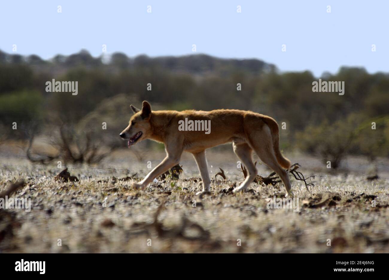 Outback australian animals hi-res stock photography and images - Alamy