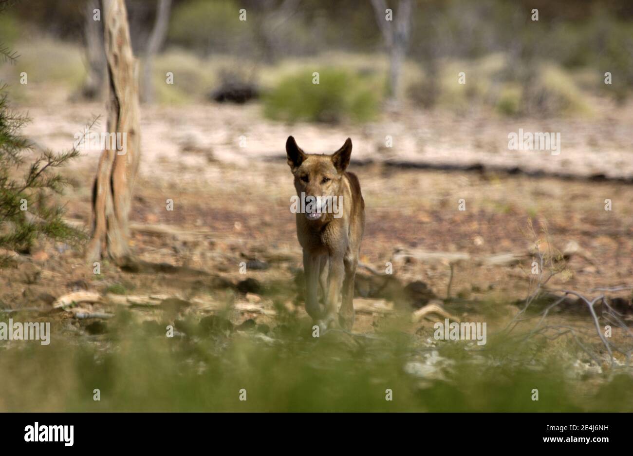 Outback australian animals hi-res stock photography and images - Alamy
