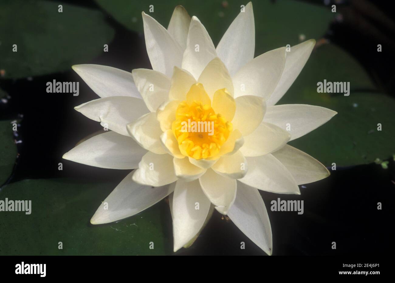 Australia northern territory water lilies hi-res stock photography and ...