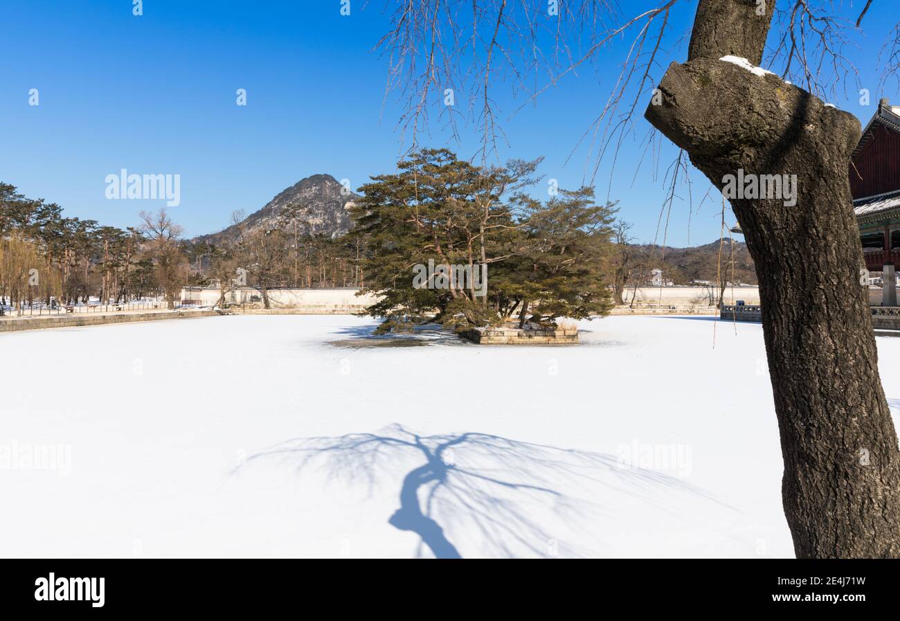 Shadow tree hi-res stock photography and images - Alamy