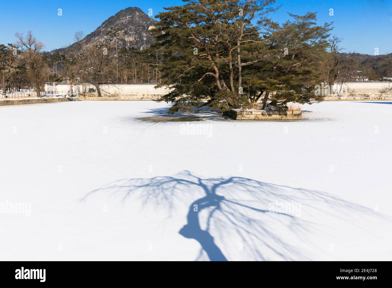 Shadow tree hi-res stock photography and images - Alamy