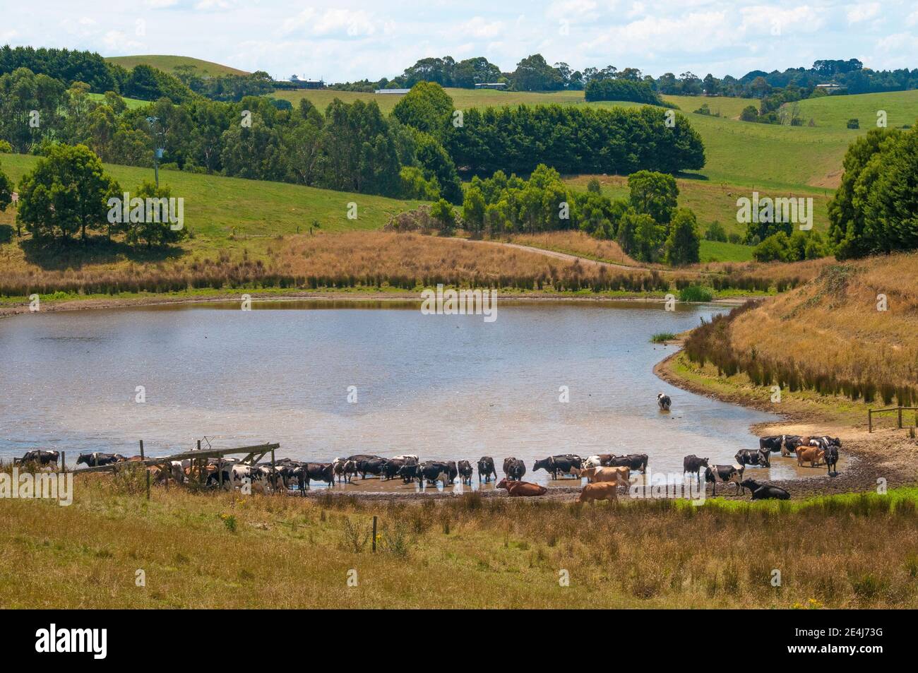 Cattle watering at a farm dam near Foster in South Gippsland, Victoria ...