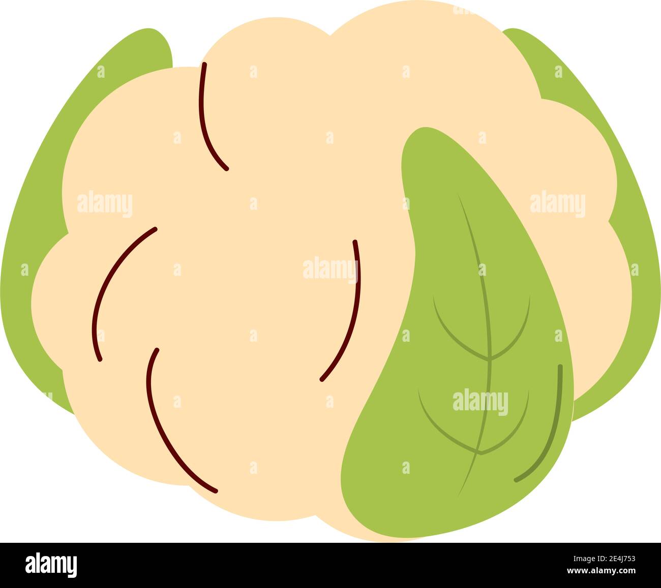 cauliflower vegetable design, food organic and healthy theme Vector ...