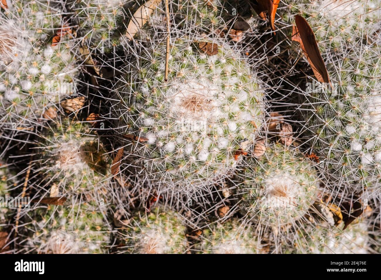 Cactus growing in the Botanic Gardens in Adelaide Australia Stock Photo ...