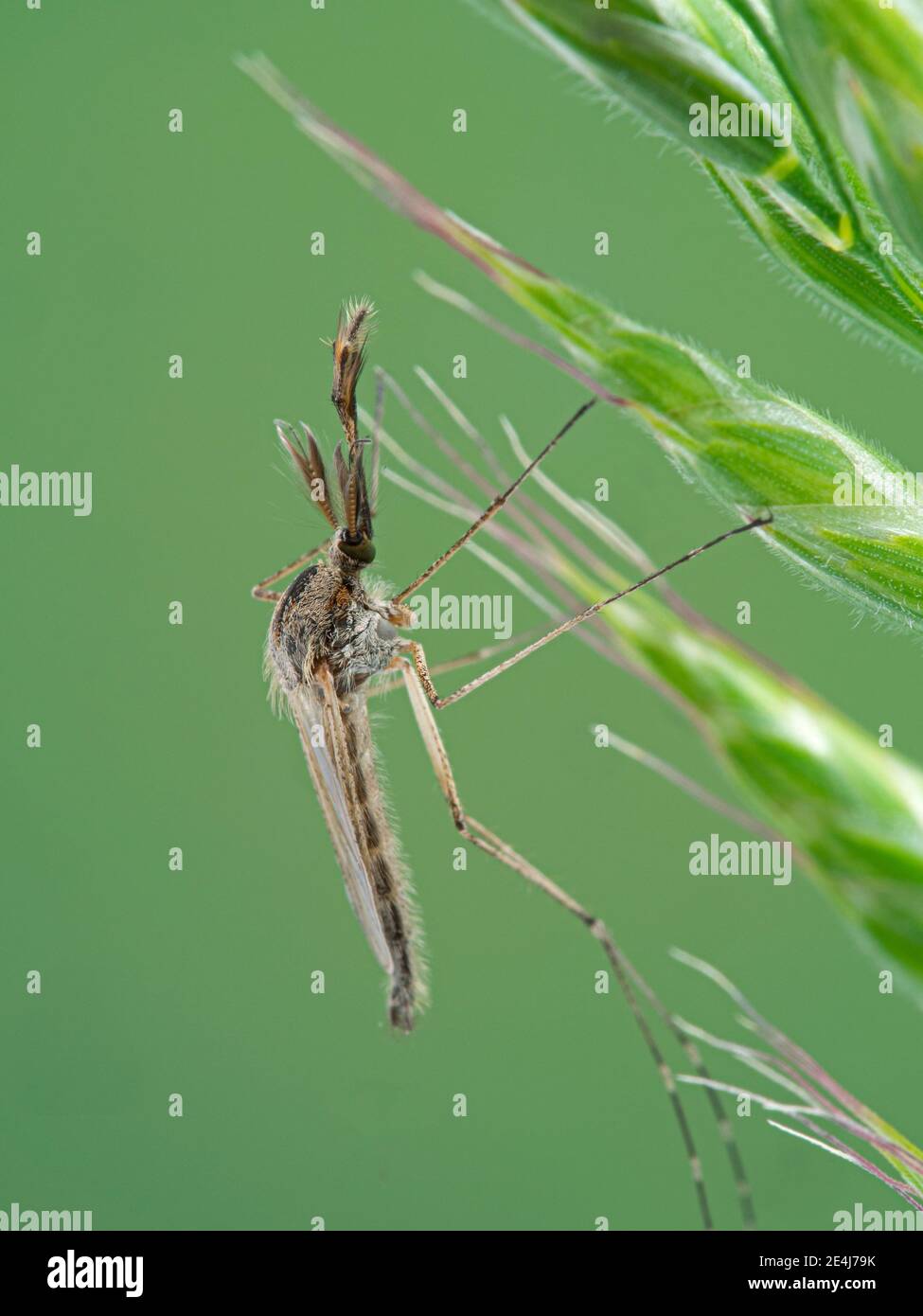 Male mosquito, Aedes species, with bizarre ornate feathery antennae ...