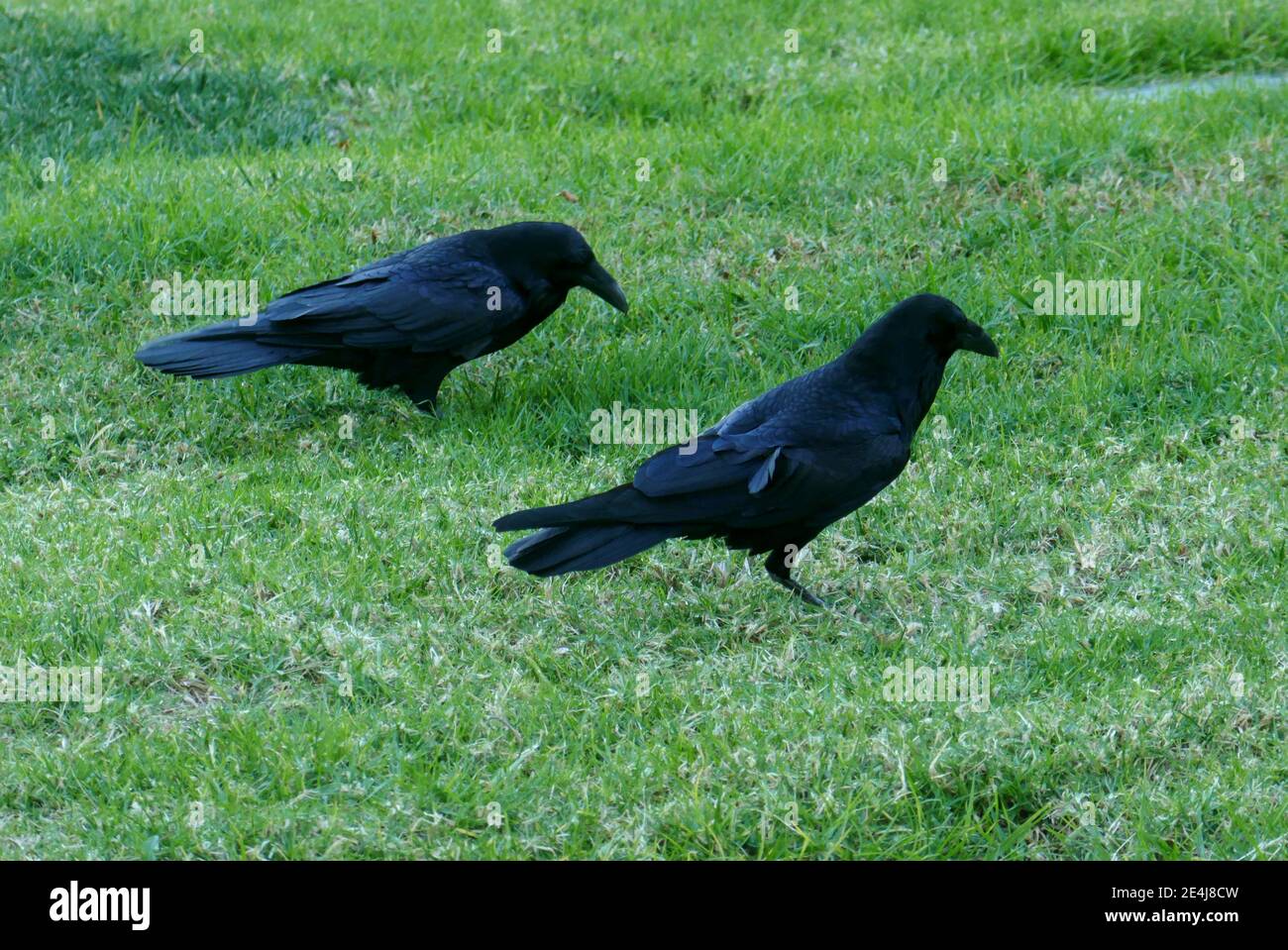 Los Angeles, California, USA 21st January 2021 A general view of ...