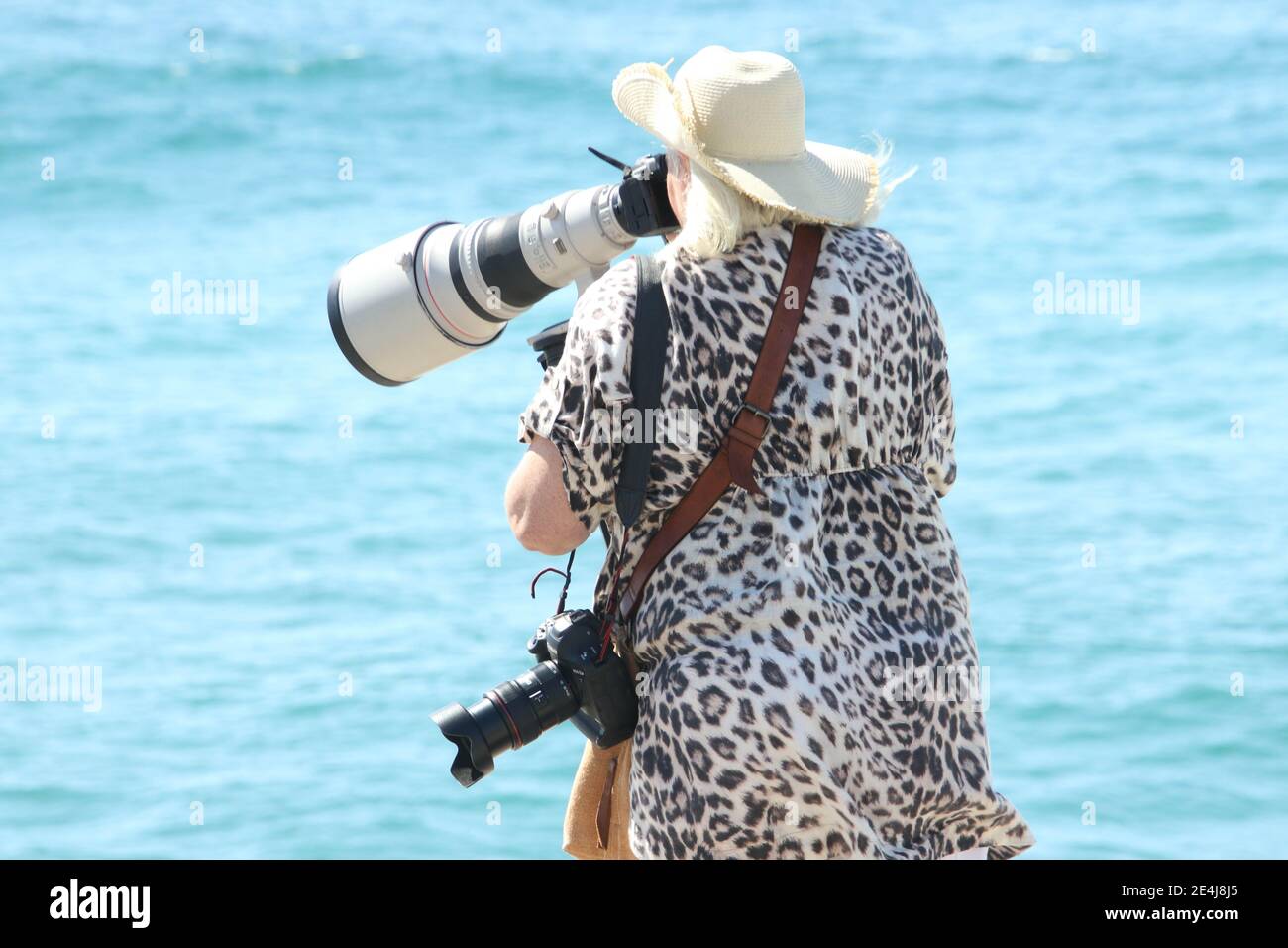 Fat leopard hi-res stock photography and images - Alamy
