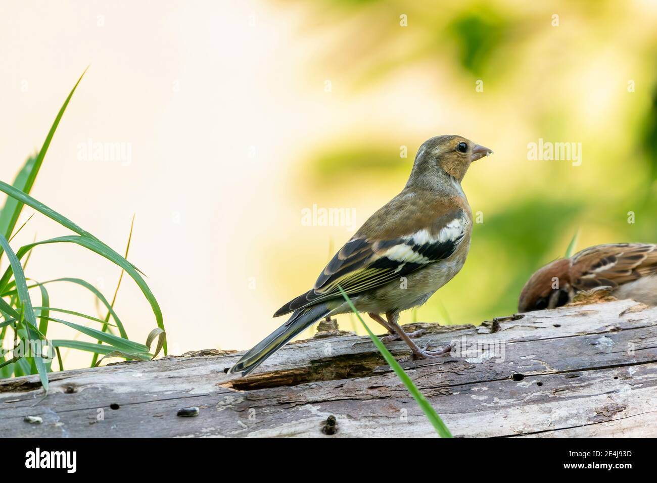 Green and yellow songbird, Greenfinch standing on a tree trunk. In the ...