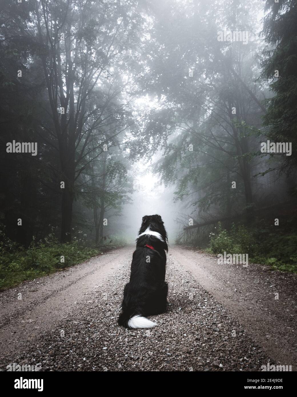 A rear view of border collie sitting on the pathway in the forest Stock ...