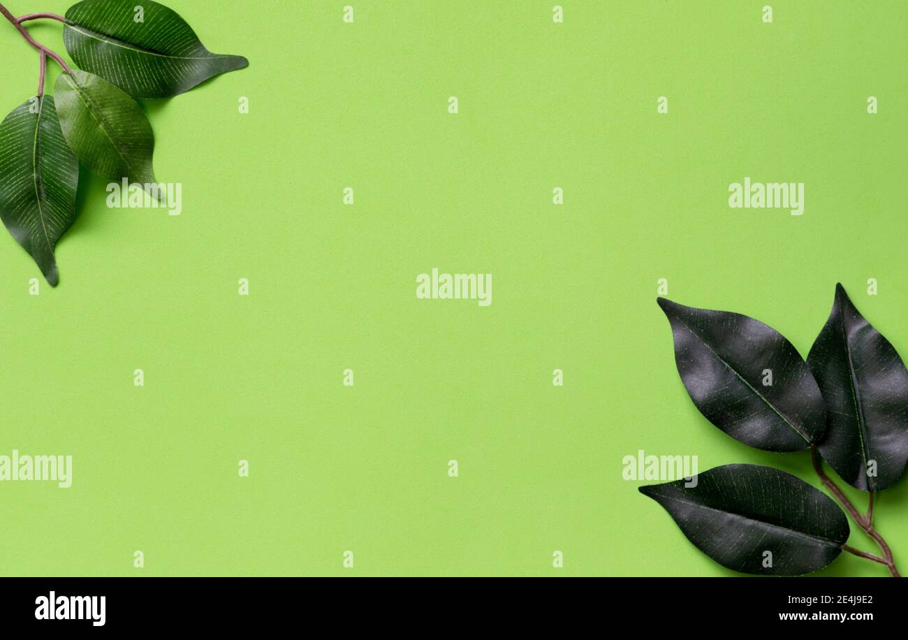 Plain Green Background