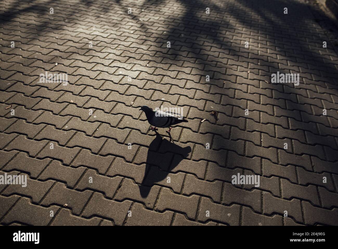 A high angle dove walks on pavement bricks patterns Stock Photo - Alamy