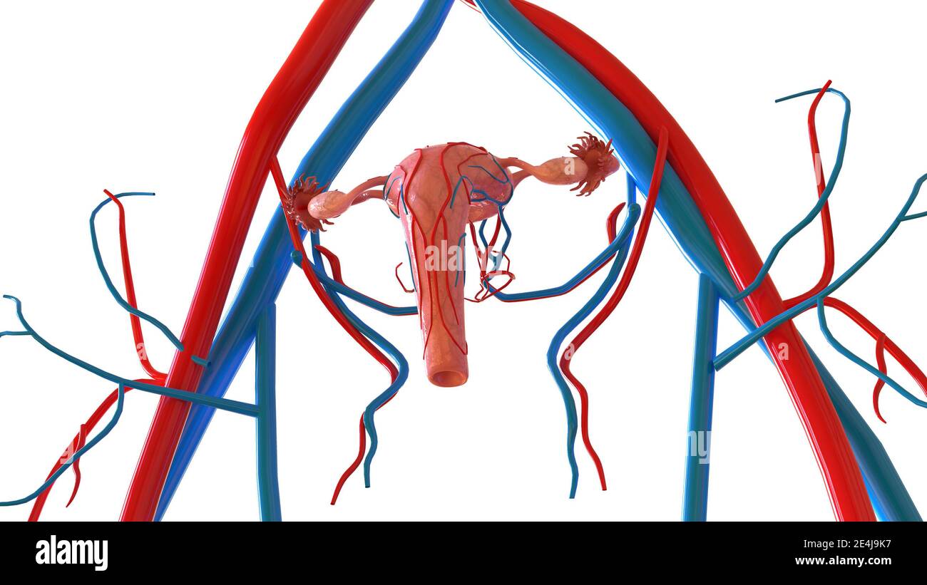Female Reproductive System Anatomy For Medical Concept 3D Illustration ...