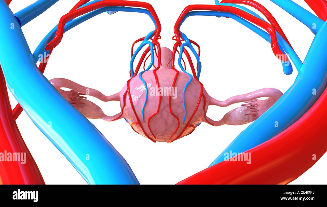 Female Reproductive System Anatomy For Medical Concept 3D Illustration ...