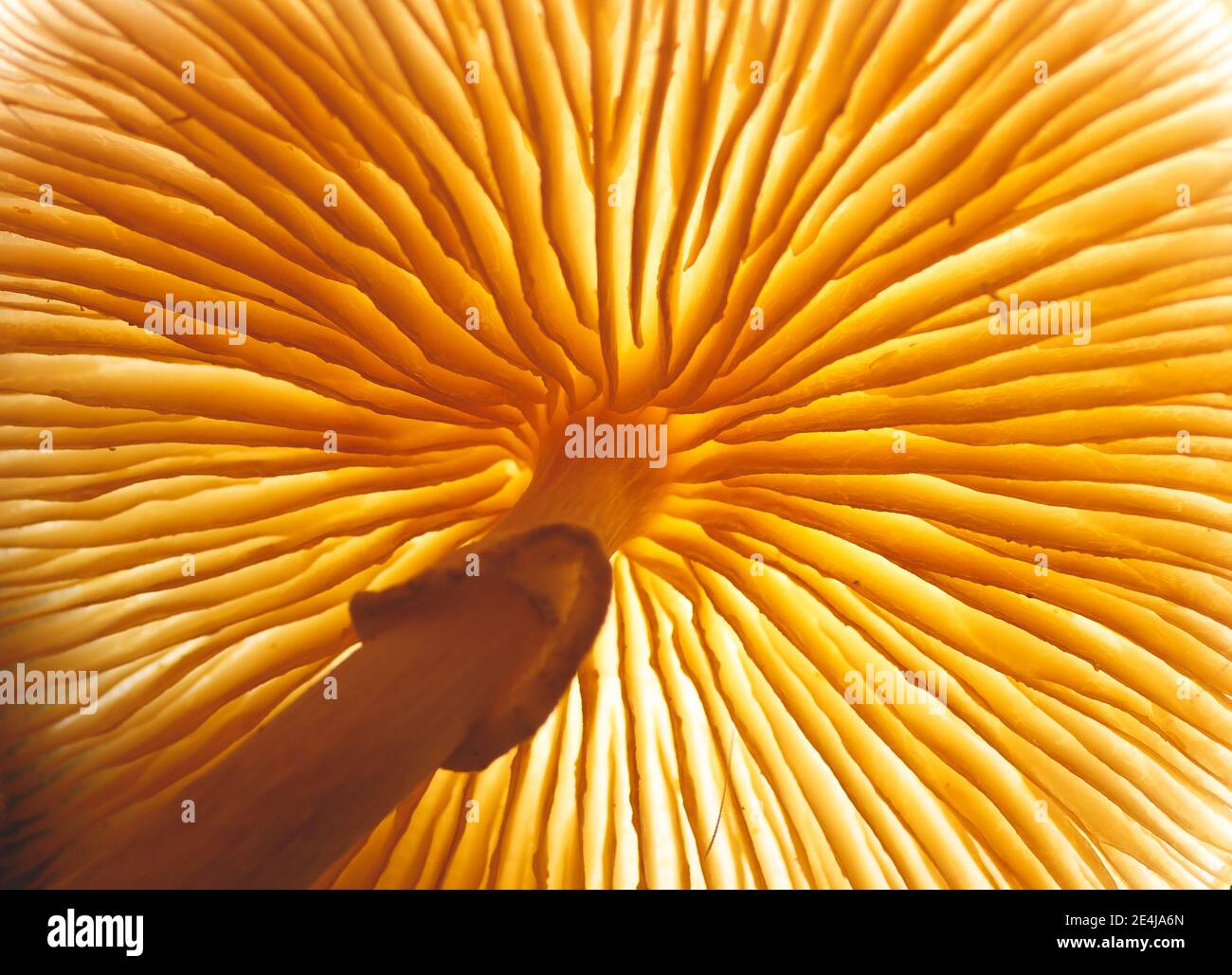 Fungal mushroom hi-res stock photography and images - Alamy