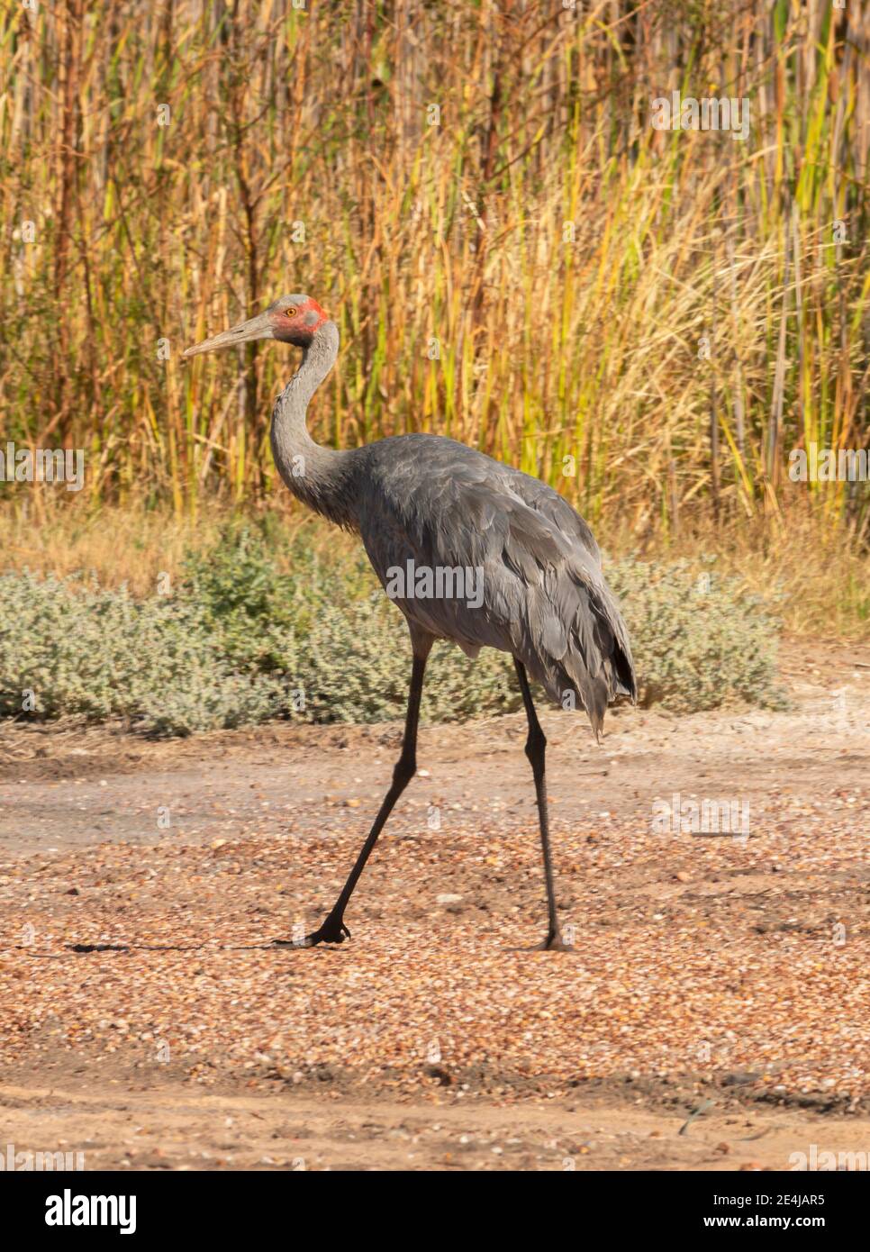 Brolga, a native Australian bird Stock Photo - Alamy