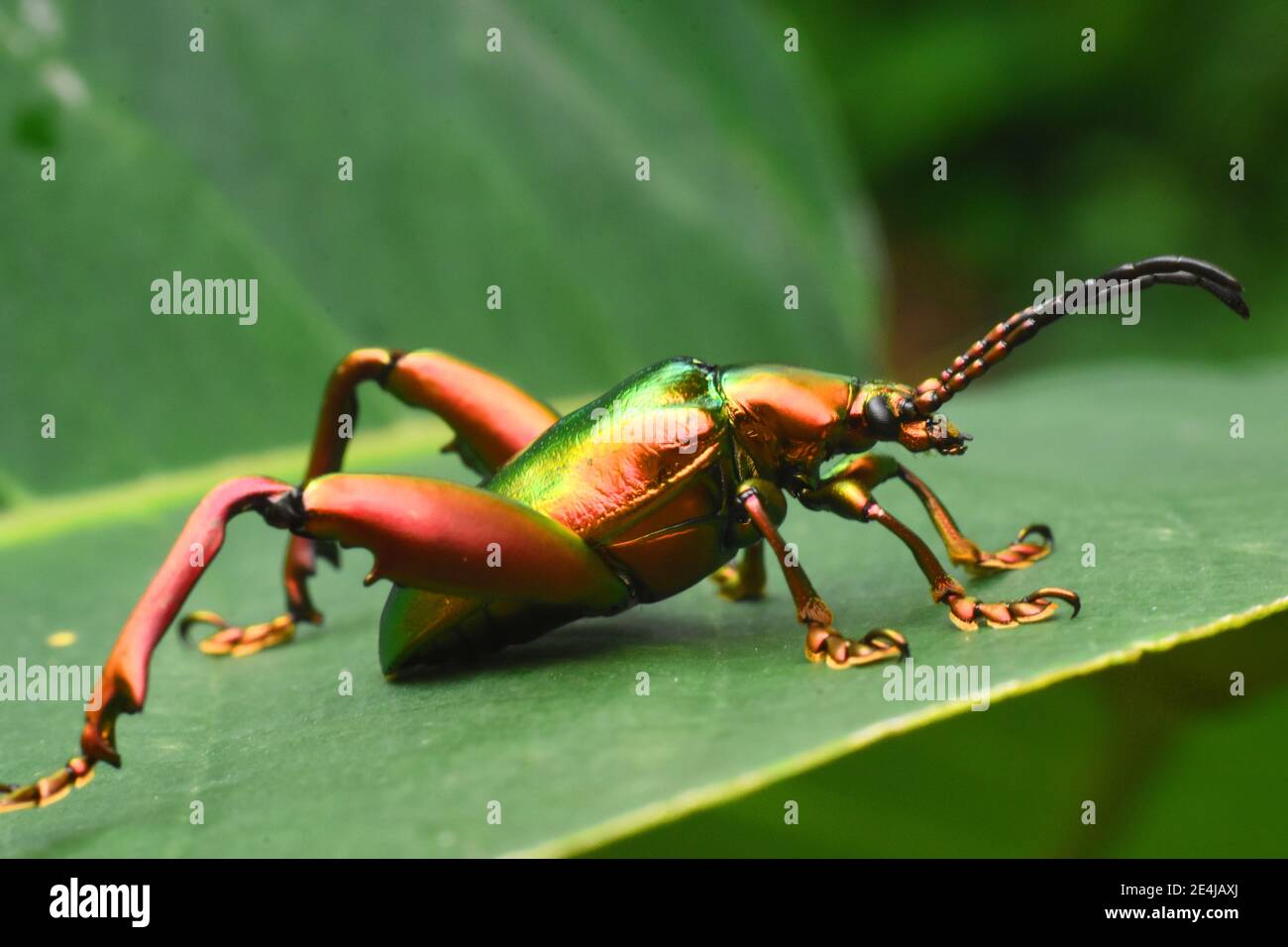 Close Up Photo Of Jewel Beetle High Resolution Stock Photography and ...