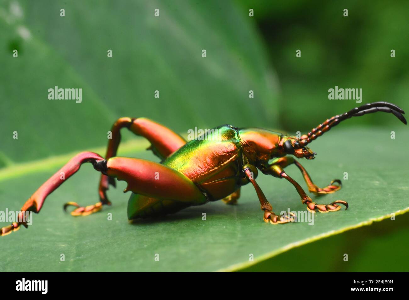 Close Up Photo Of Jewel Beetle High Resolution Stock Photography and ...