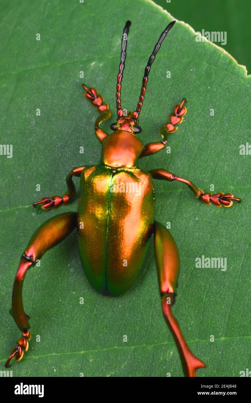 Frog beetle upper view. Sagra femorata Stock Photo - Alamy