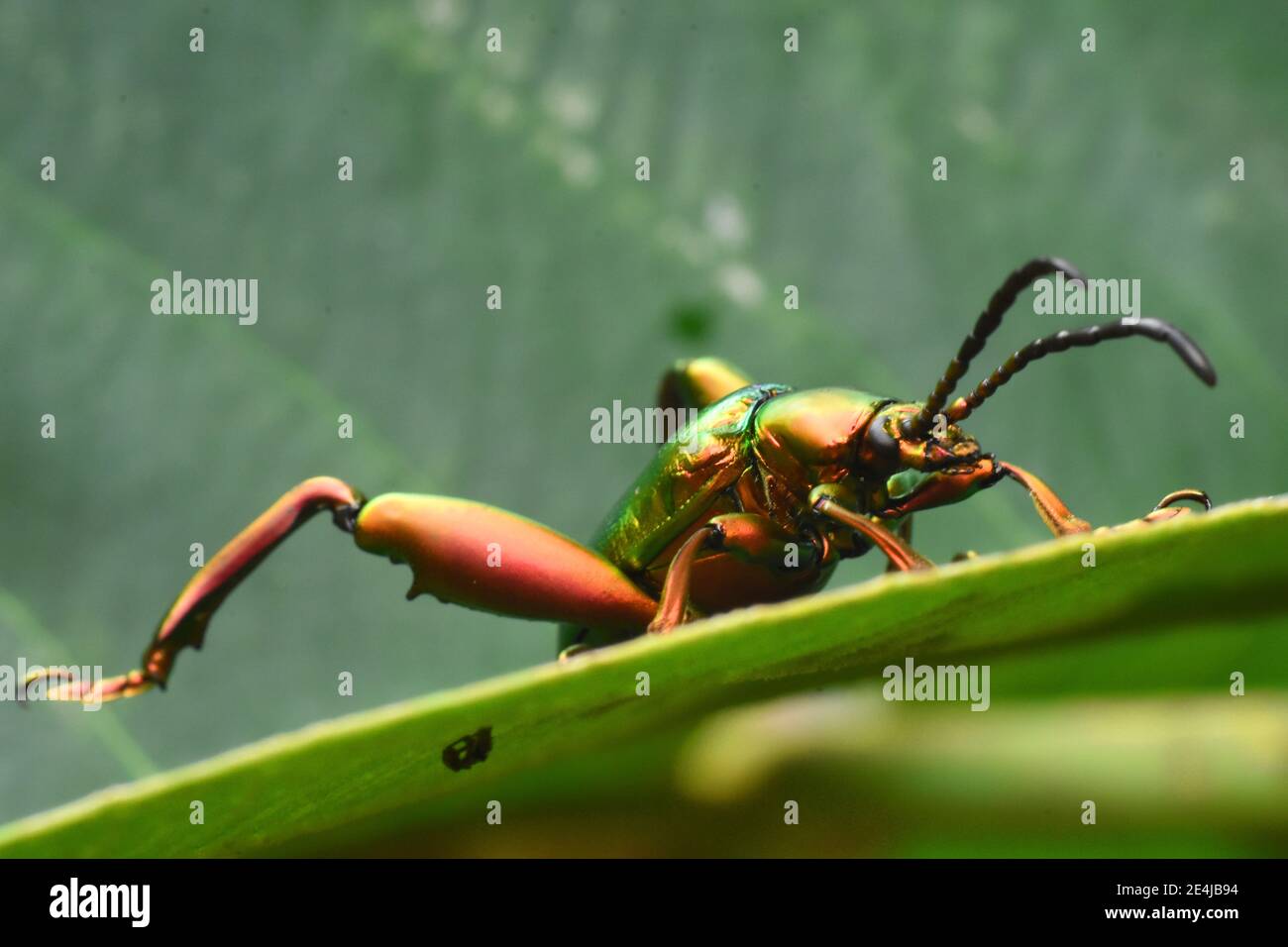 Side View Of Jewel Beetle High Resolution Stock Photography and Images ...
