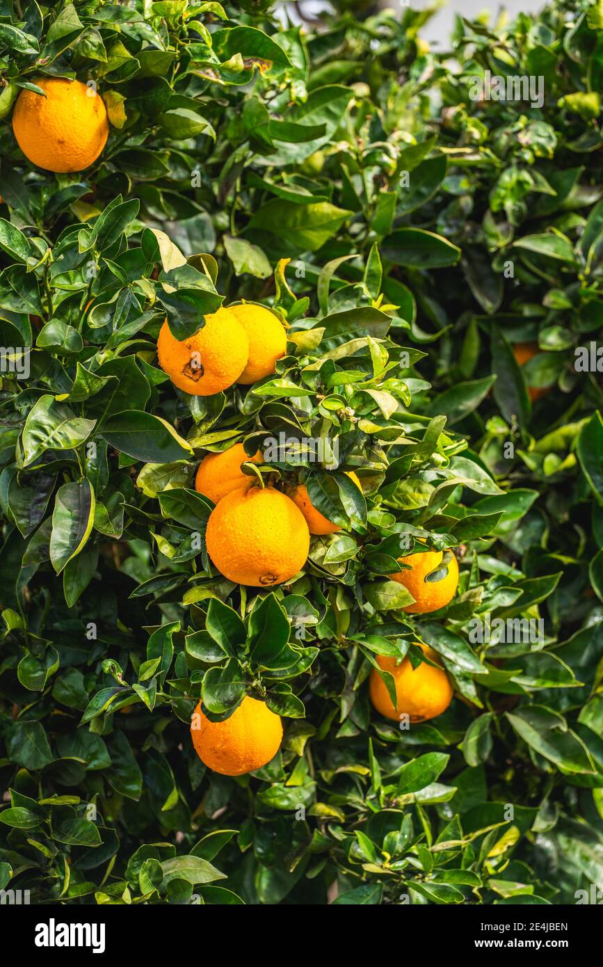 Orange tree bearing full grown fruits. Sunny dayin the garden, vertical ...