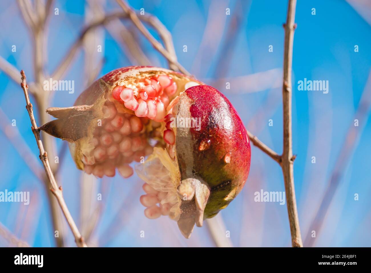 Pomegranate peel hi-res stock photography and images - Alamy