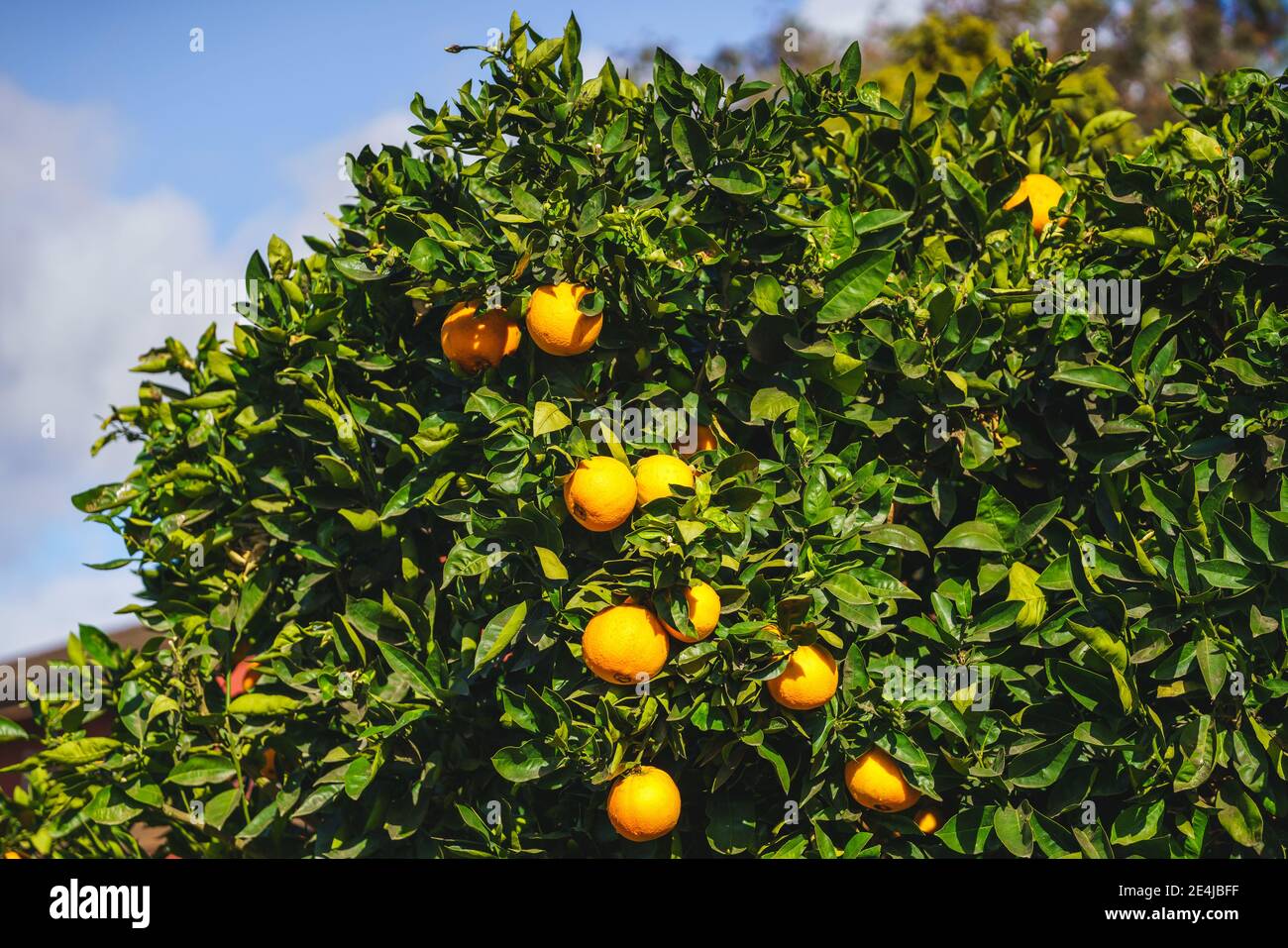 Orange fruits close up. Orange tree bearing full grown fruits Stock ...