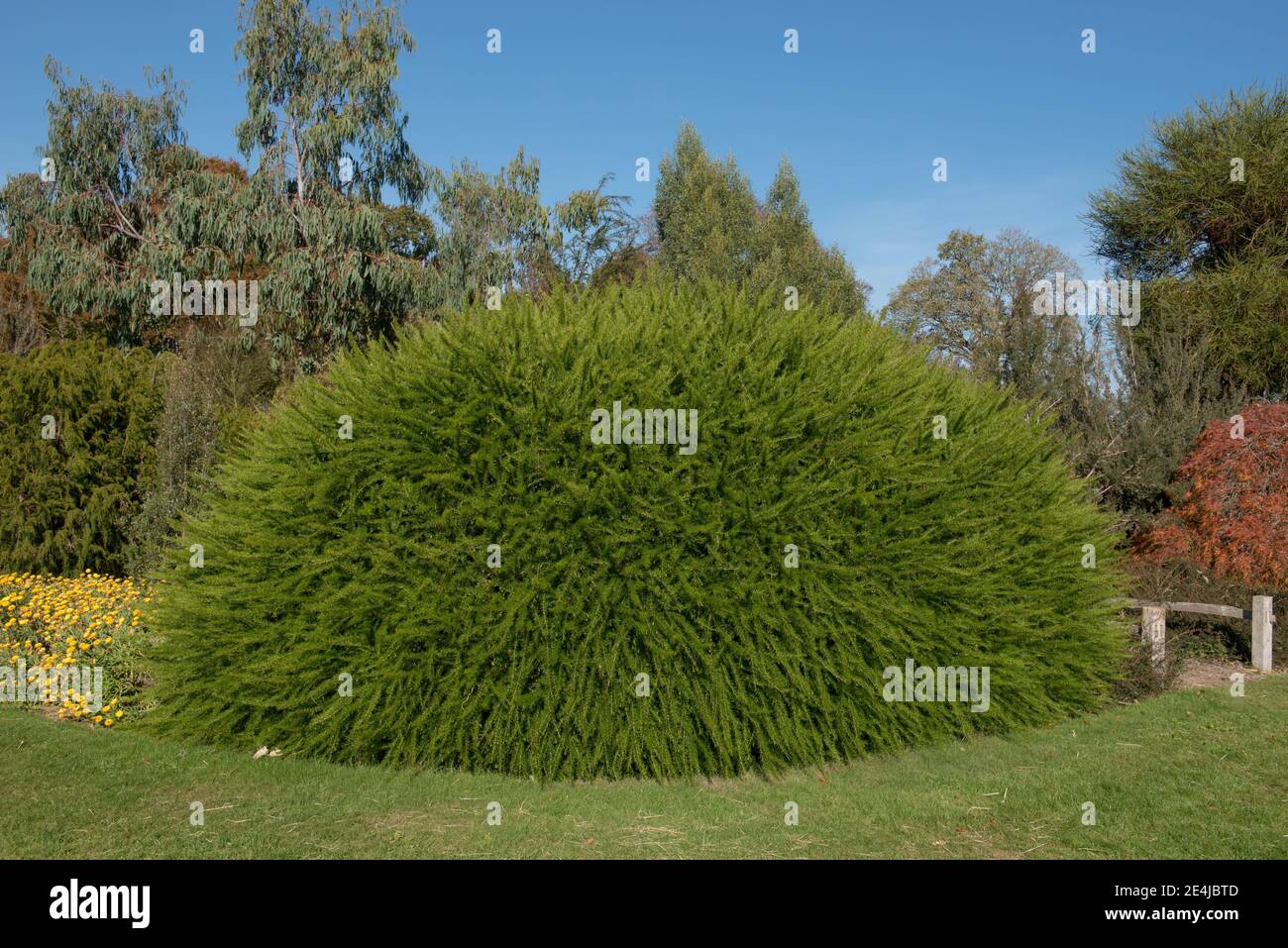 Leptospermum rupestre hi-res stock photography and images - Alamy