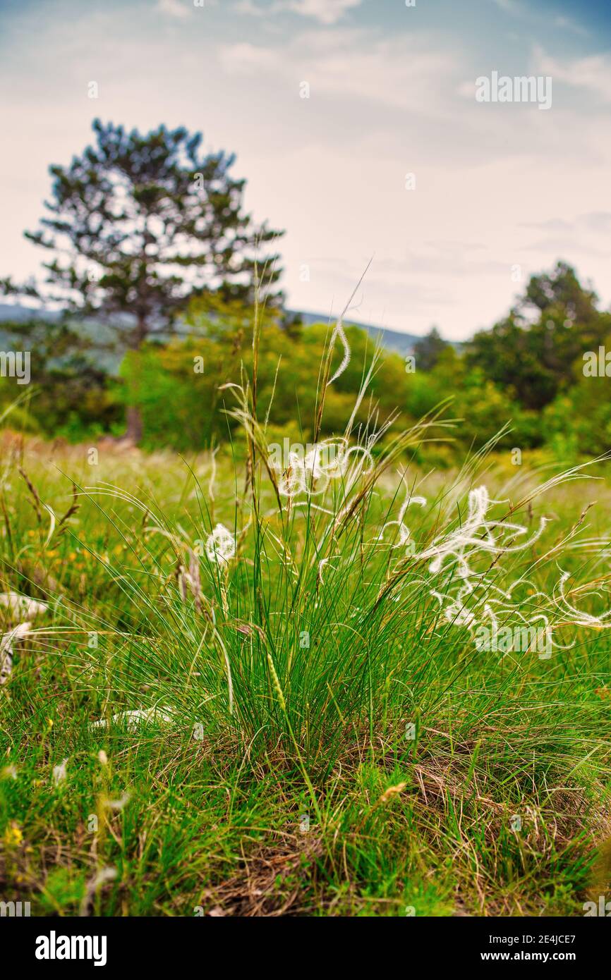 Spear grass hi-res stock photography and images - Alamy