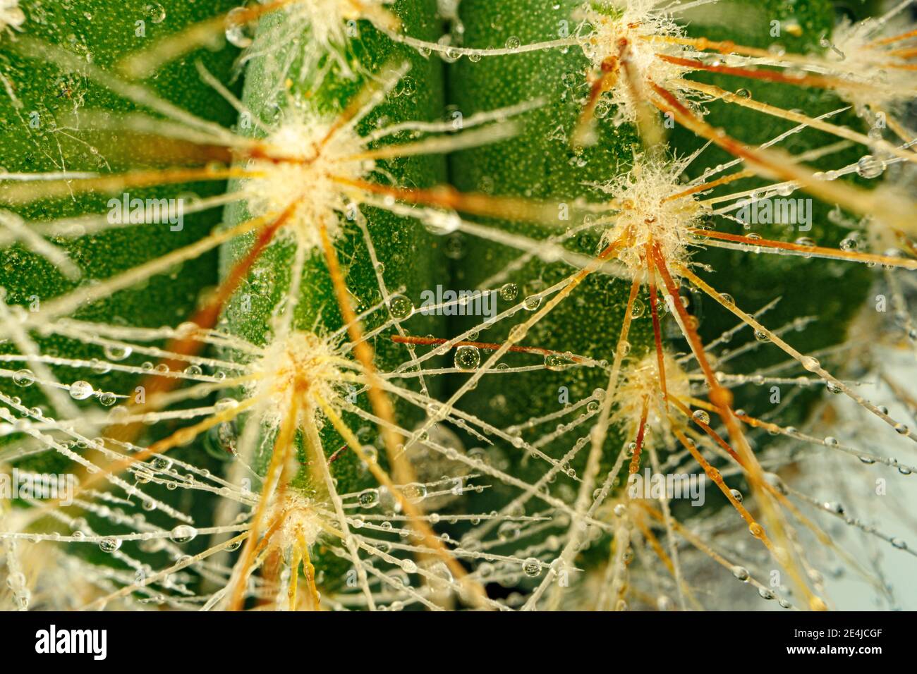 Macro photo of green cactus with spines Stock Photo - Alamy