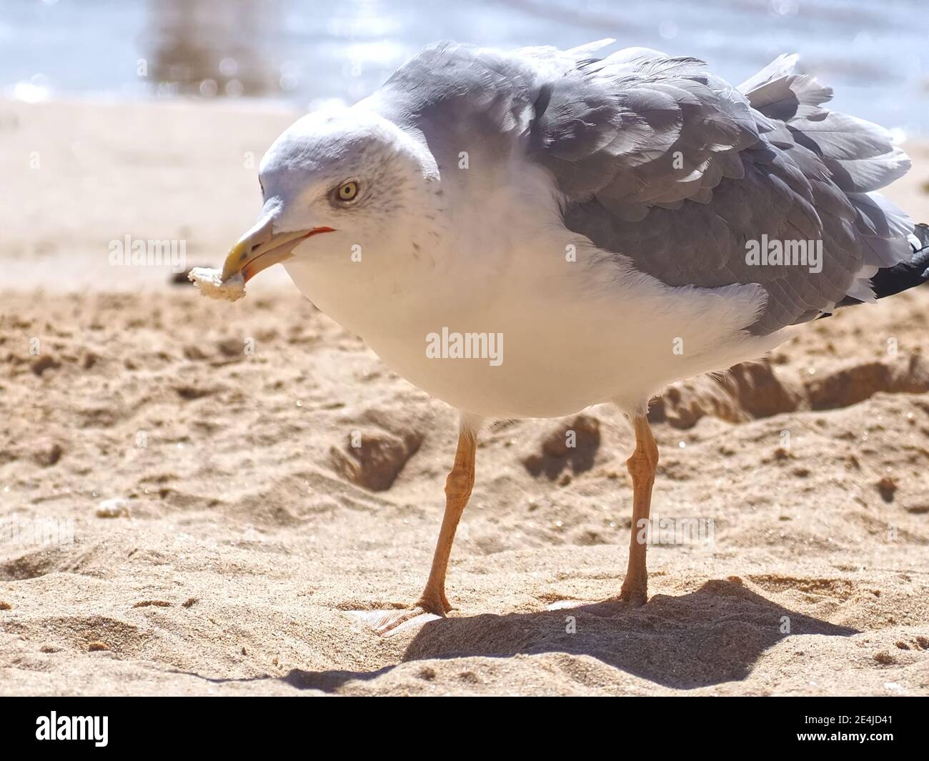 Seagull eats hi-res stock photography and images - Alamy