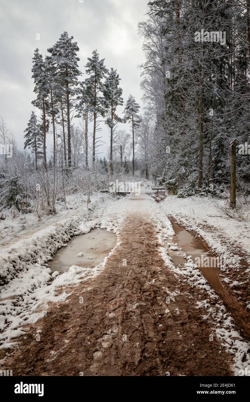 Snowy and muddy trail to the forest Stock Photo - Alamy