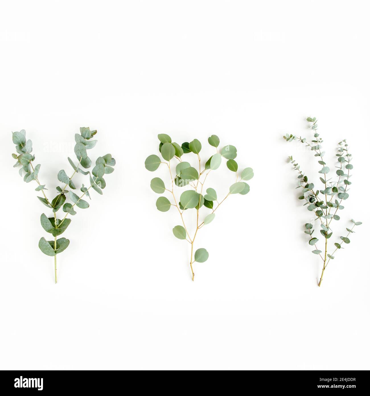 Mix of herbs green branches, leaves eucalyptus and plants collection on ...