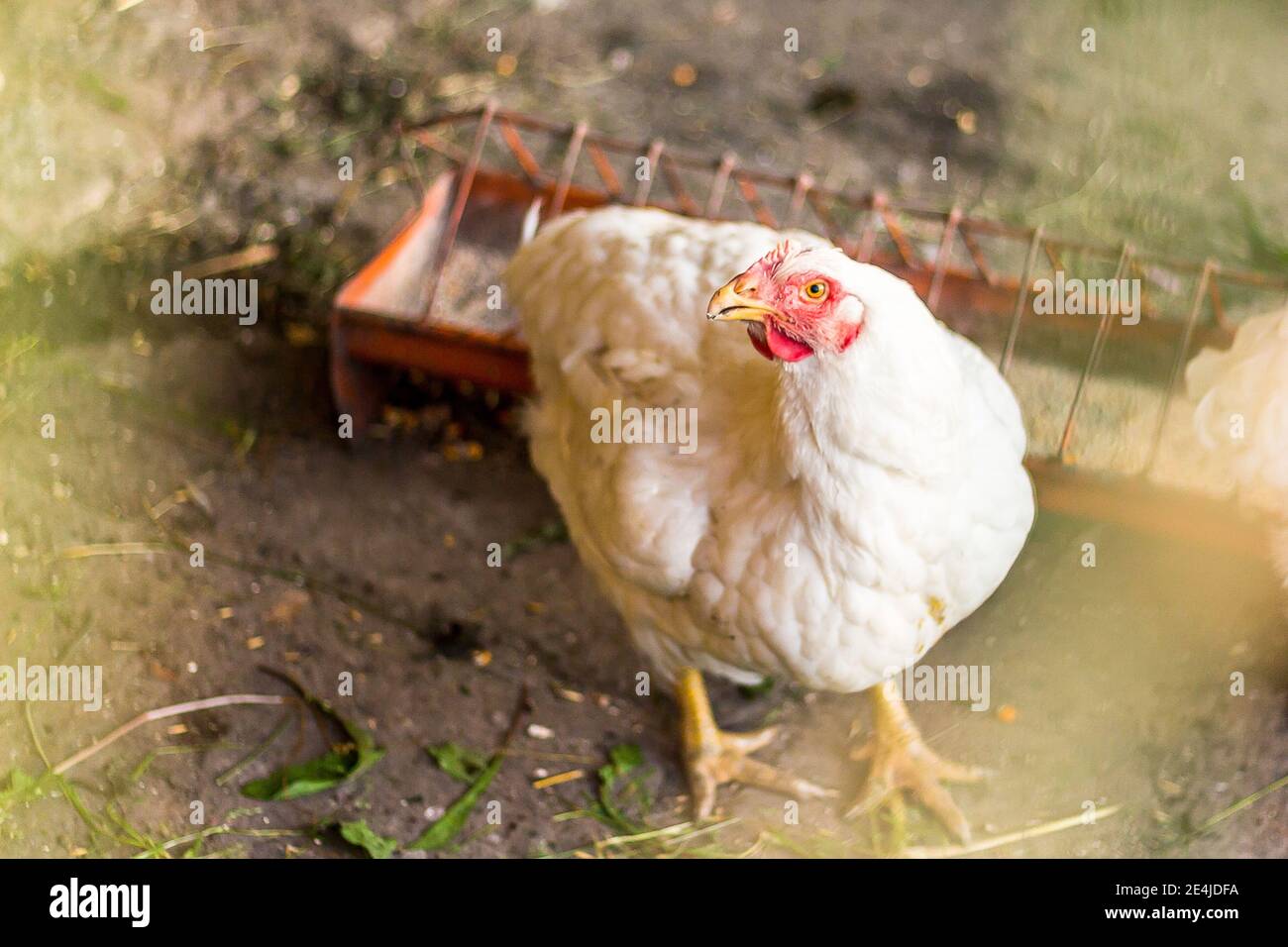 A high angle shot of a lovely hen with a yellow beak and red scallop ...
